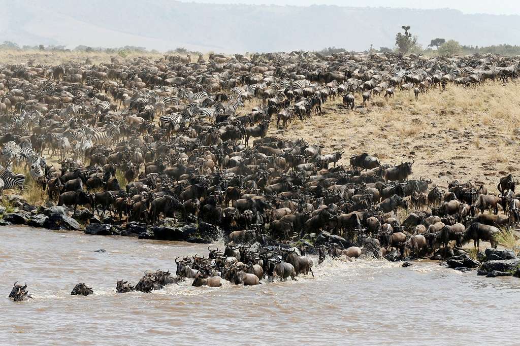 La gran migración en el Masai Mara. De Julio a Octubre - Viajar en Femenino